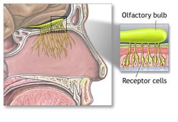 Scratch & Sniff Tests for Dementia? | Jayne Jubb
